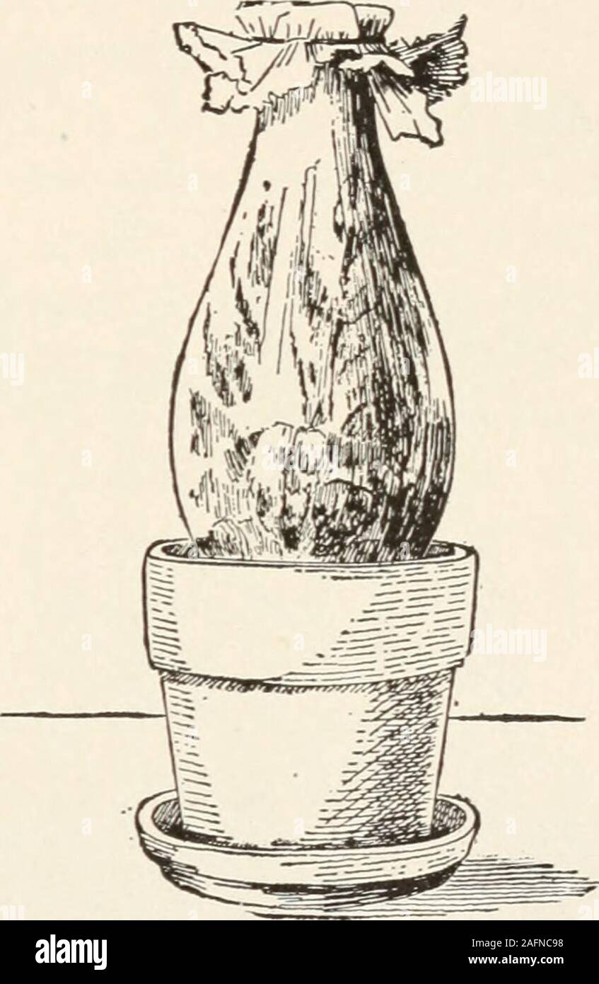 Root cage hi-res stock photography and images - Alamy