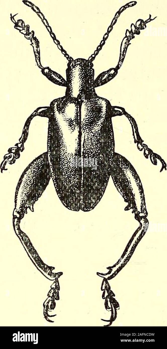 . Coleoptera : general introduction and Cicindelidae and Paussidae. y ...