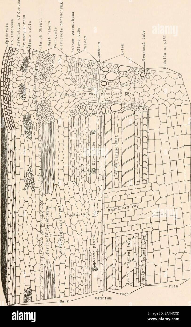 Endodermis hi-res stock photography and images - Alamy
