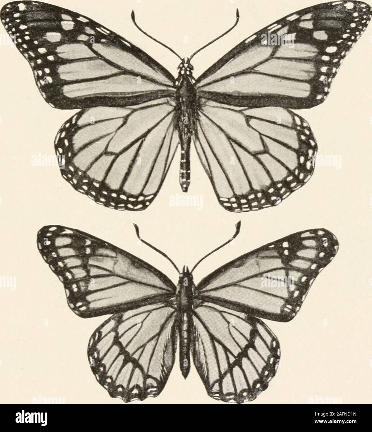Viceroy Butterfly Vs Monarch
