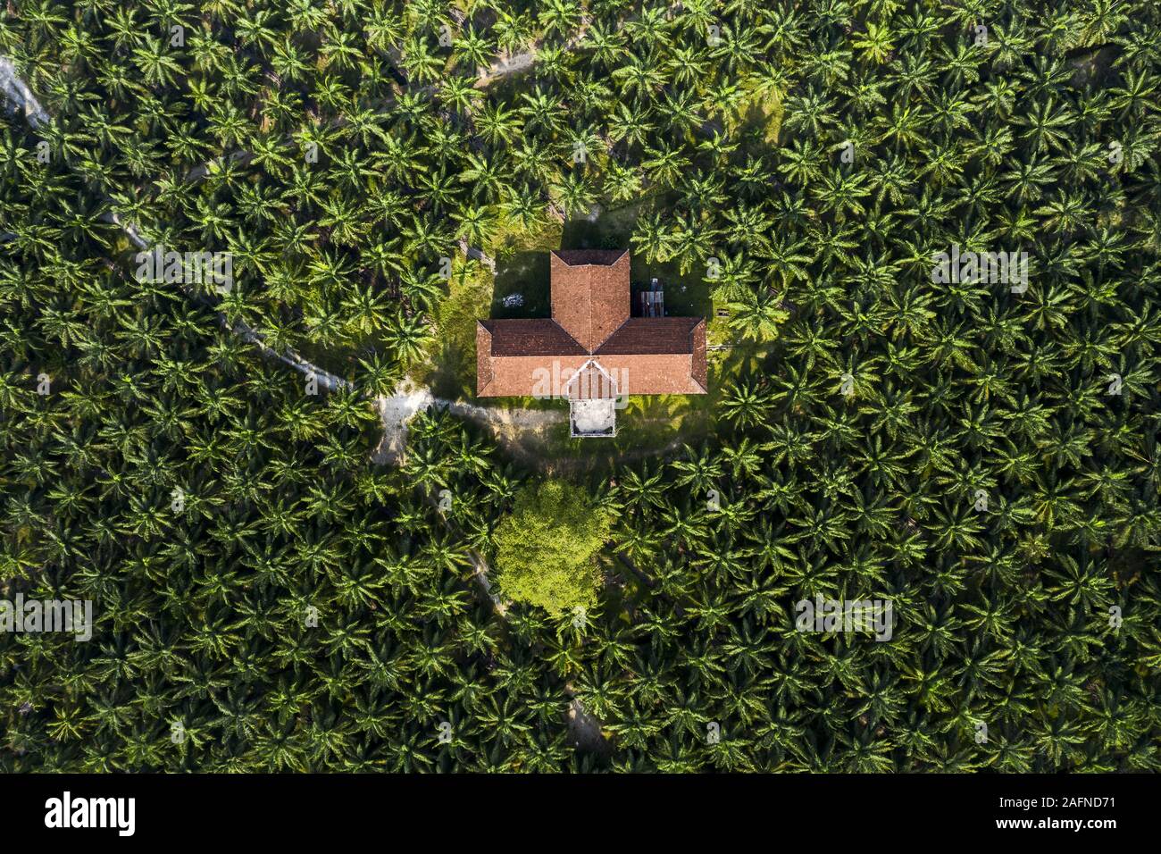 Palm tree plantation Stock Photo - Alamy