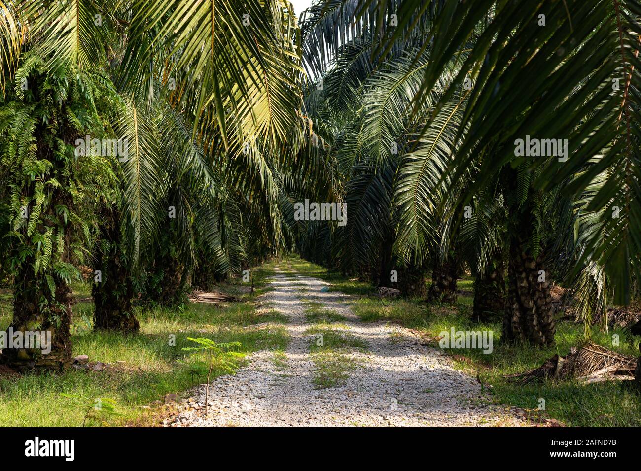 Papua indonesia palm plantation hi-res stock photography and images - Alamy