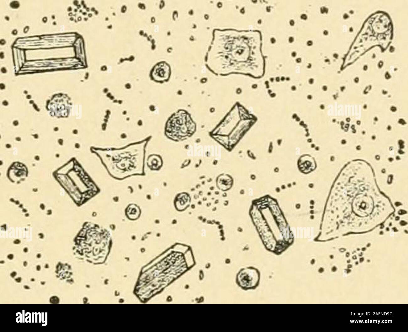 . Diseases of the dog and their treatment. um of the bladder. This ...