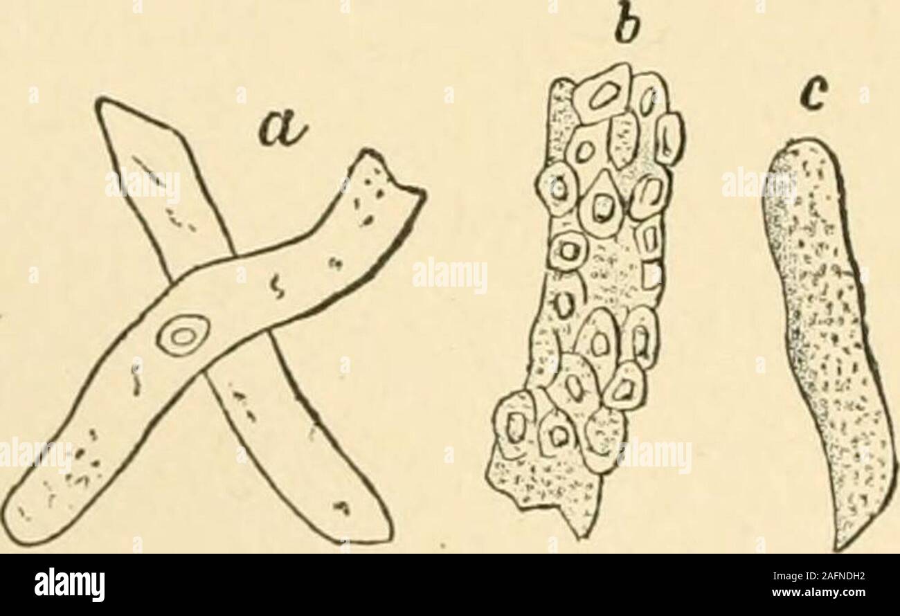 . Diseases of the dog and their treatment. FiG. 78.—Epithelium found in ...