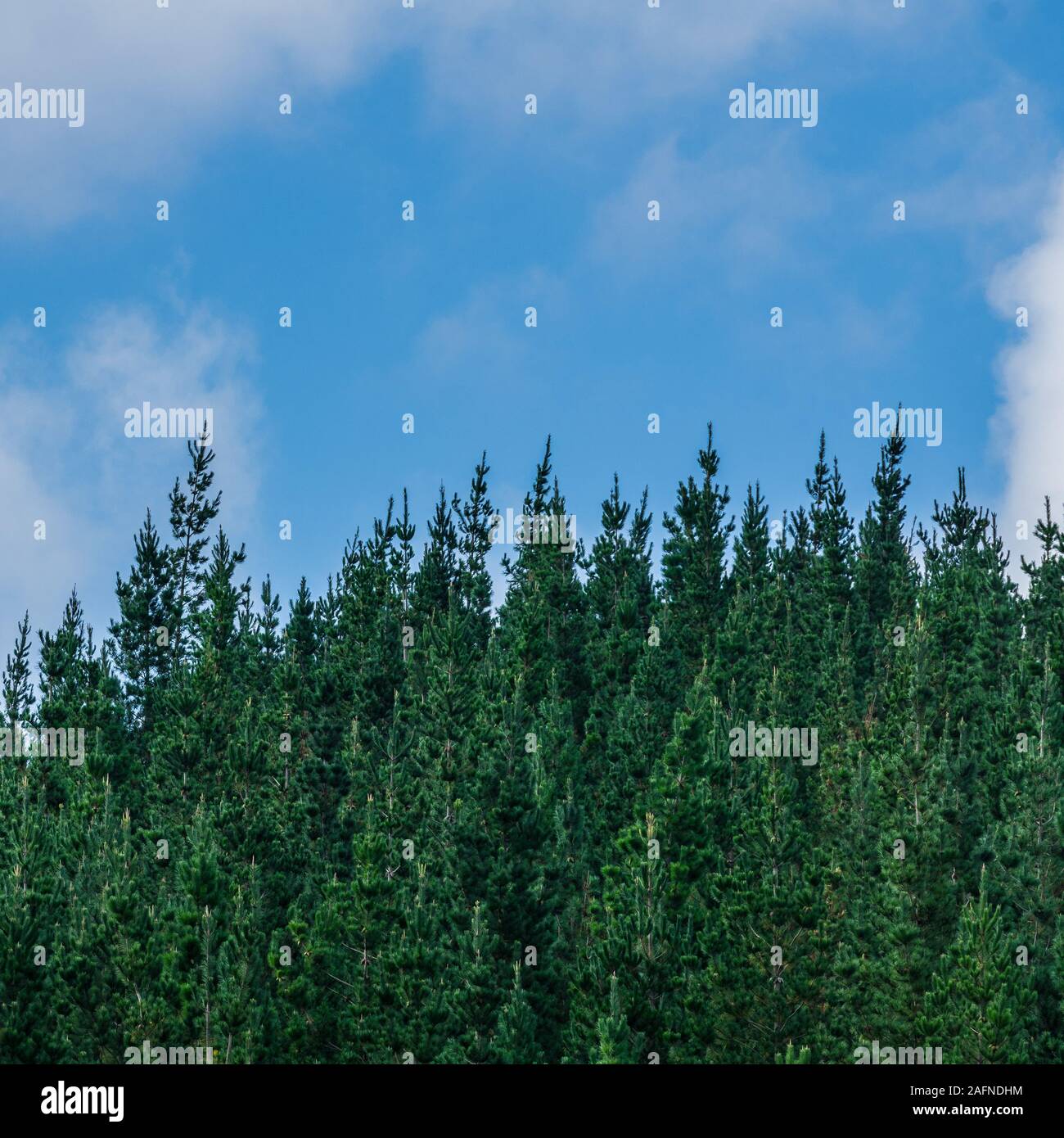 Green scenery of high rise plants touching the sky Stock Photo - Alamy
