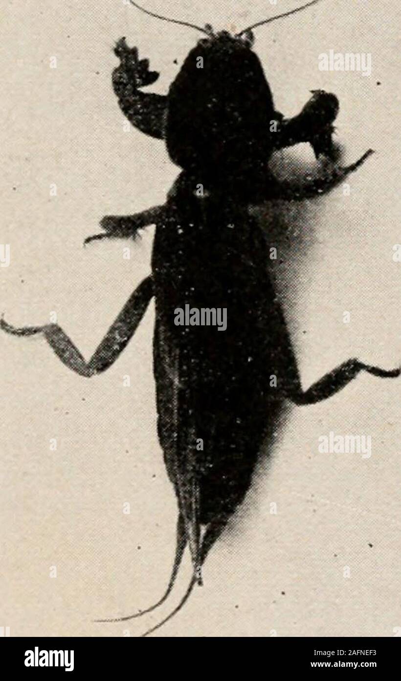 Scraper At The Wing Of A Cricket High Resolution Stock Photography and ...