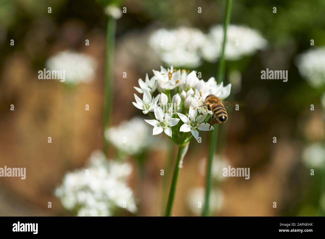 Food for pollinating insects hi-res stock photography and images - Alamy