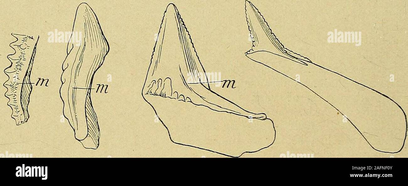 Laterally compressed hi-res stock photography and images - Alamy