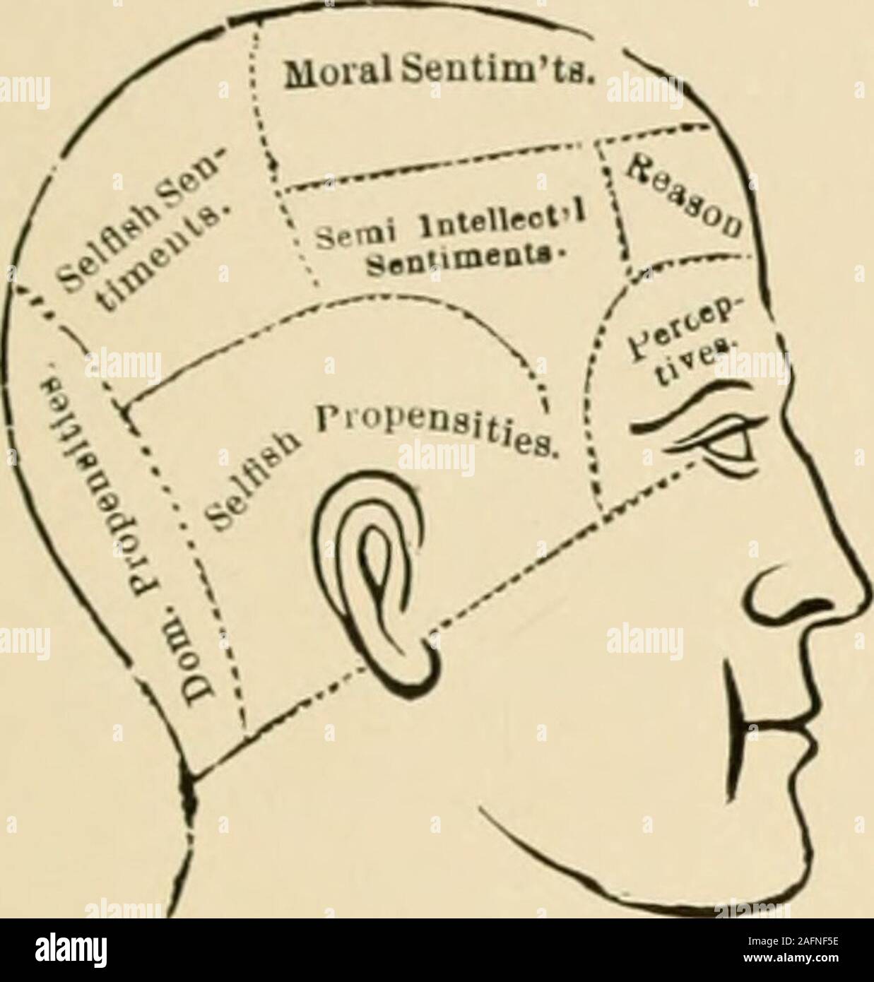 Deer spine hi-res stock photography and images - Alamy