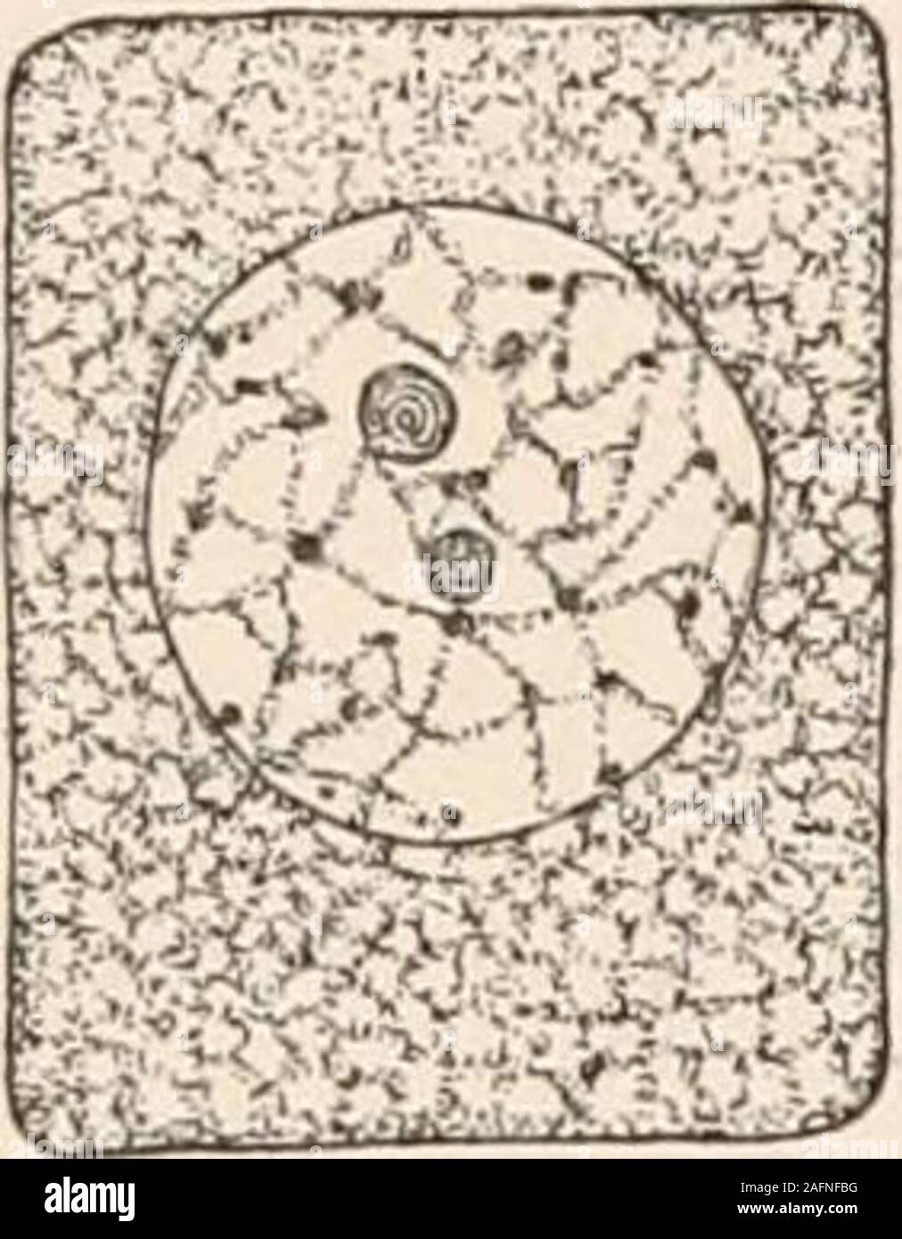 . Plant anatomy from the standpoint of the development and functions of ...