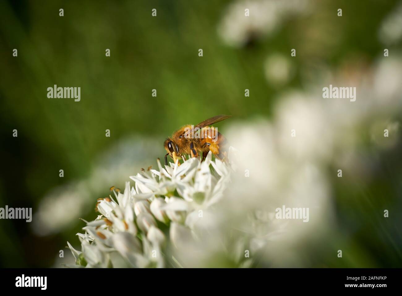 Food for pollinating insects hi-res stock photography and images - Alamy