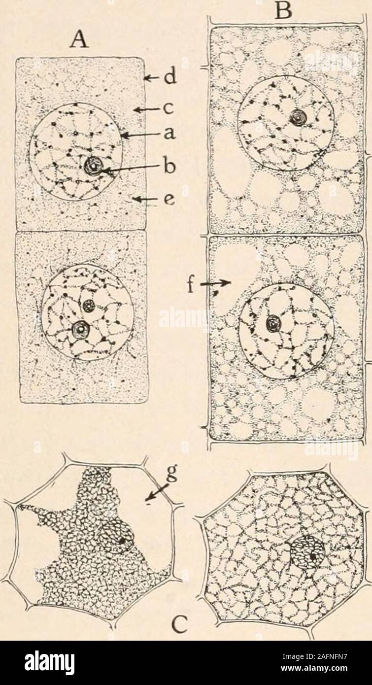 . Plant anatomy from the standpoint of the development and functions of ...