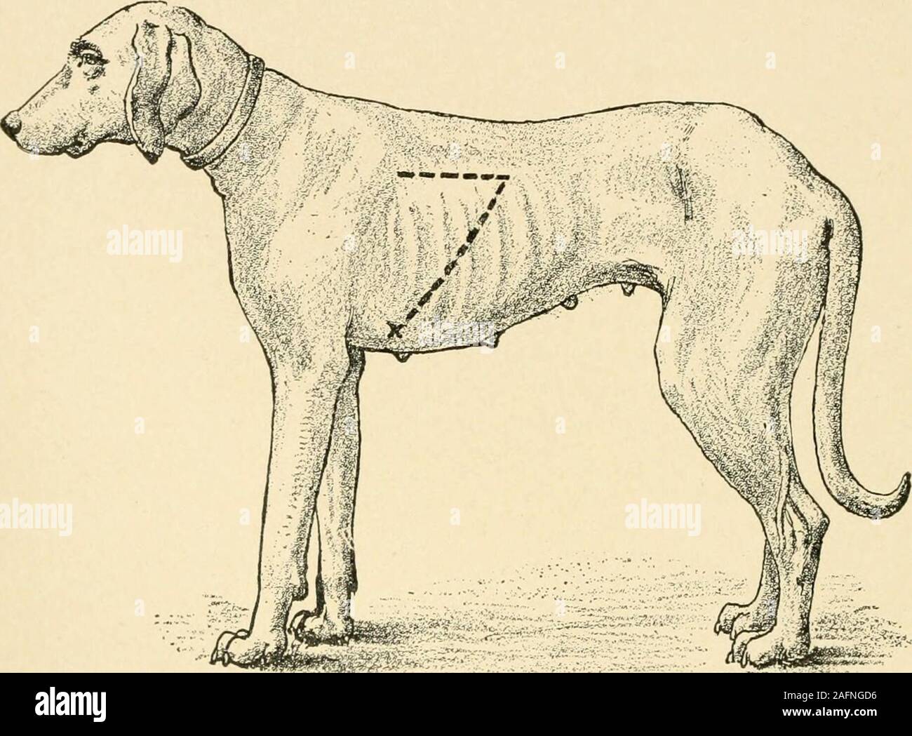 Chest percussion hi-res stock photography and images - Alamy