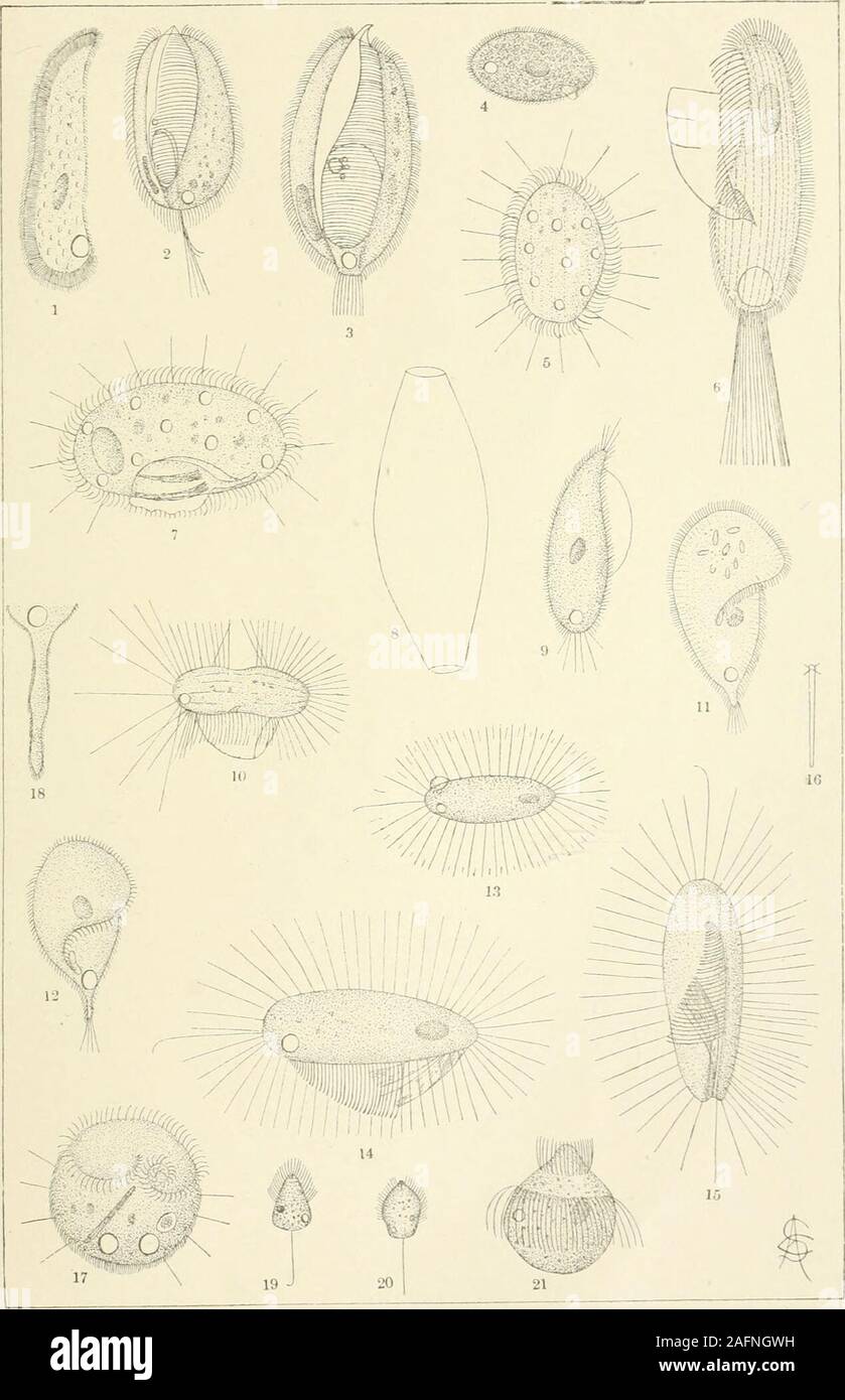 Cyclidium hi-res stock photography and images - Alamy