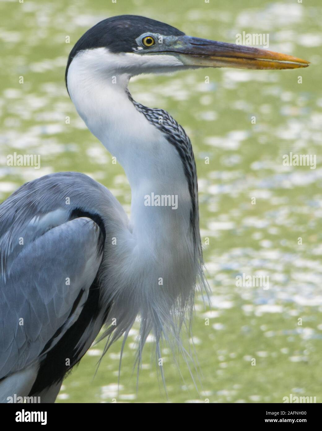 Cocoi Heron (Ardea cocoi) in Panama Bay Wetland Stock Photo - Alamy