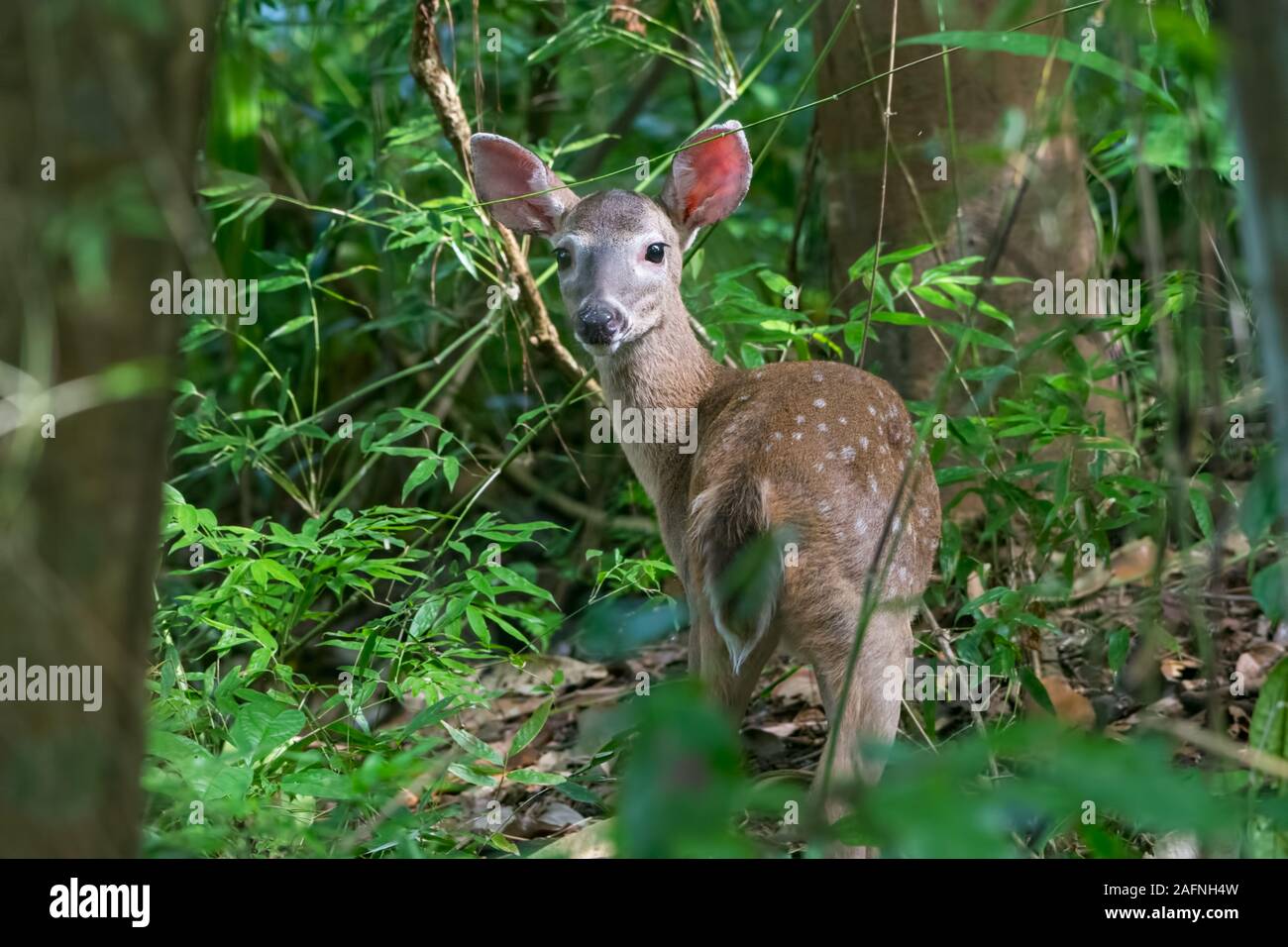 Young White-tailed Deer (Odocoileus virginianus) in the rainforest in ...