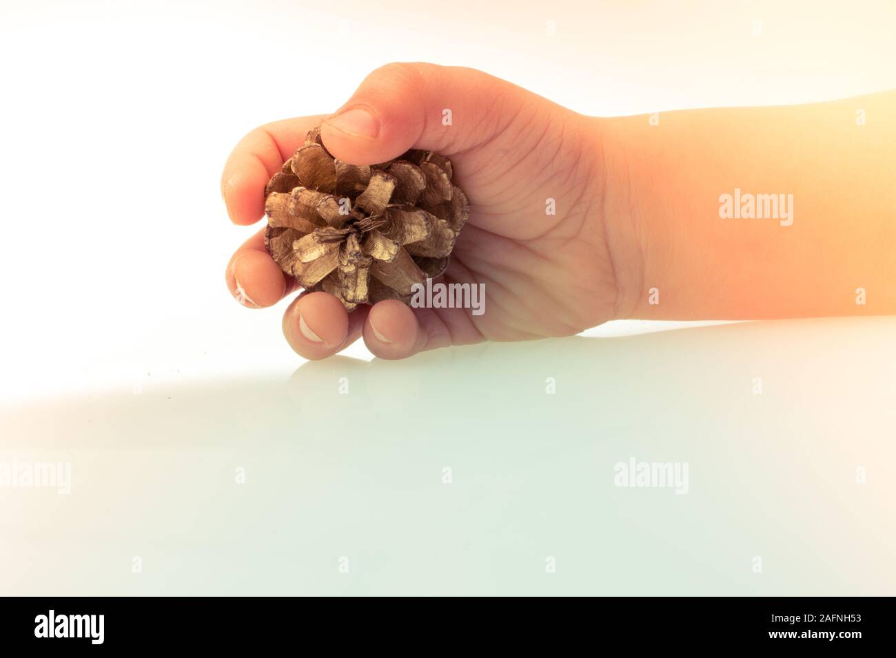 Pine cone in hand on a white background Stock Photo - Alamy