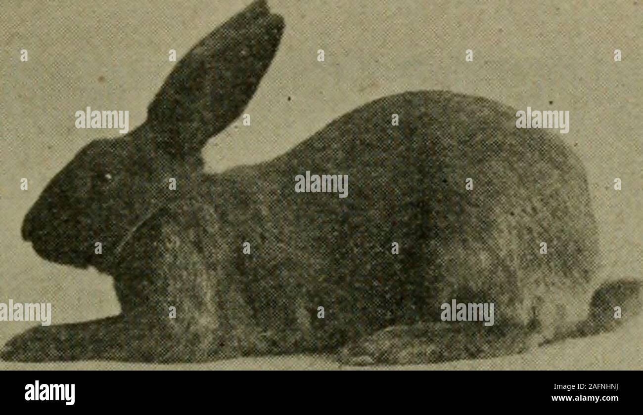 . Rabbits and dollars; the book that teaches coined rabbitology ... The ...