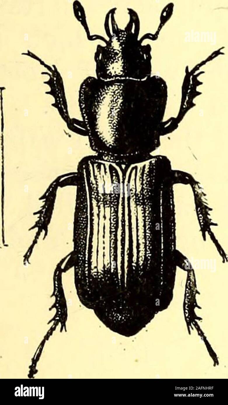 Slenderlegs hi-res stock photography and images - Alamy