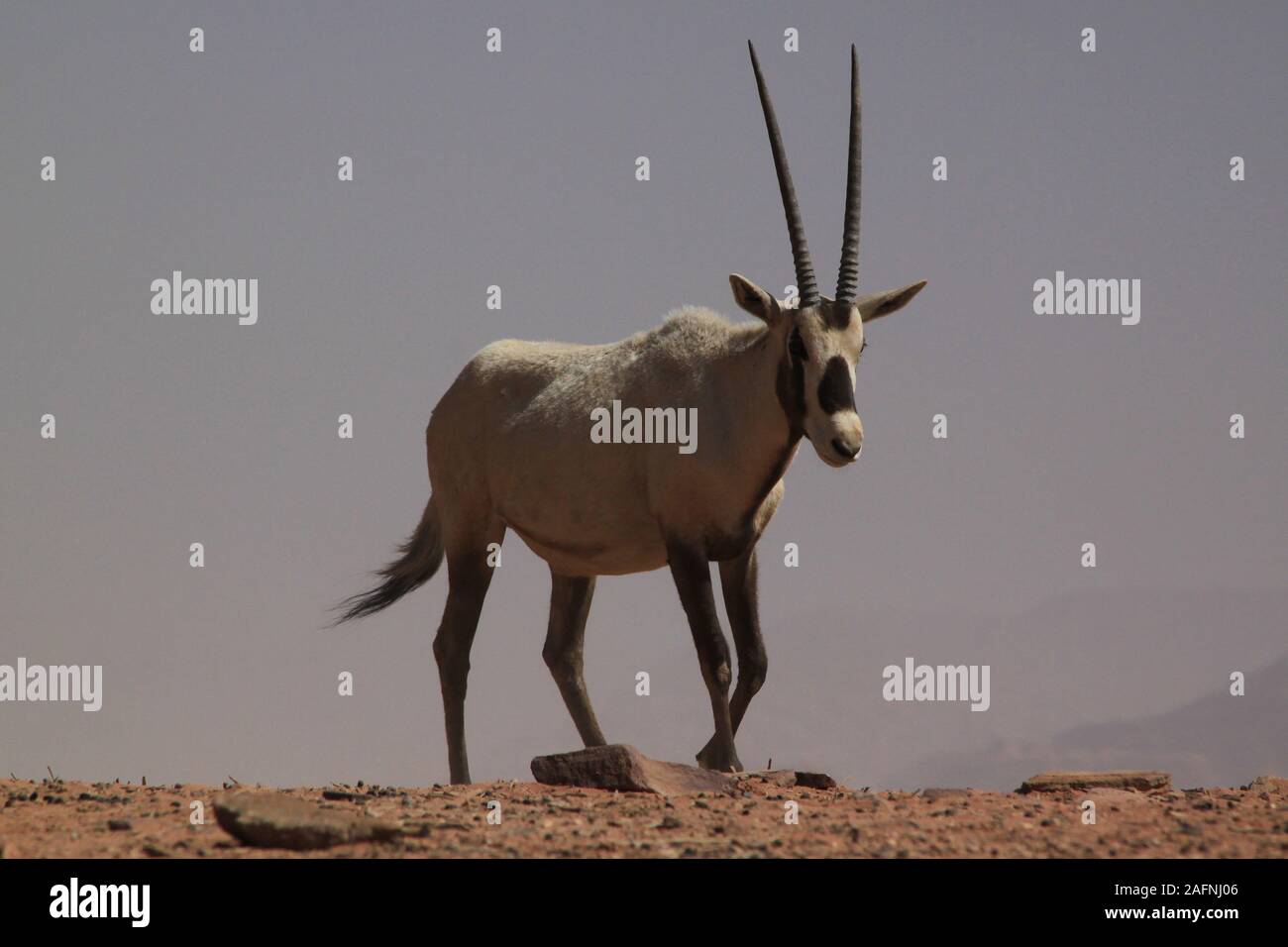 Arabian Oryx Habitat