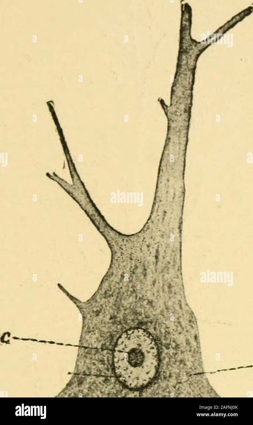 . The hygiene of mind. ed pigments $ u jTjG, 2.—A Large Brain Cell ...