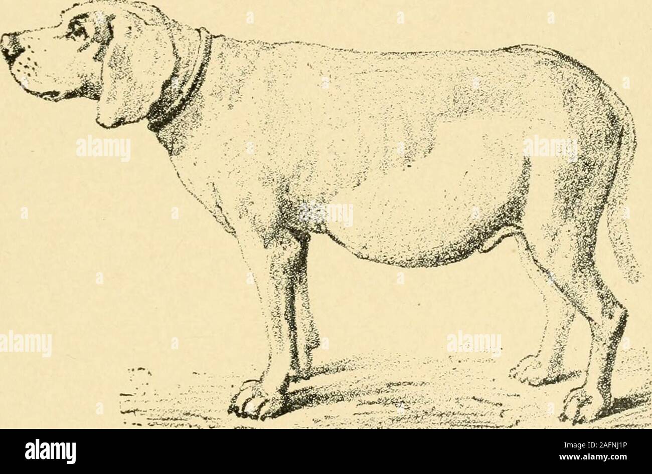 . Diseases of the dog and their treatment. of an explorative puncture ...