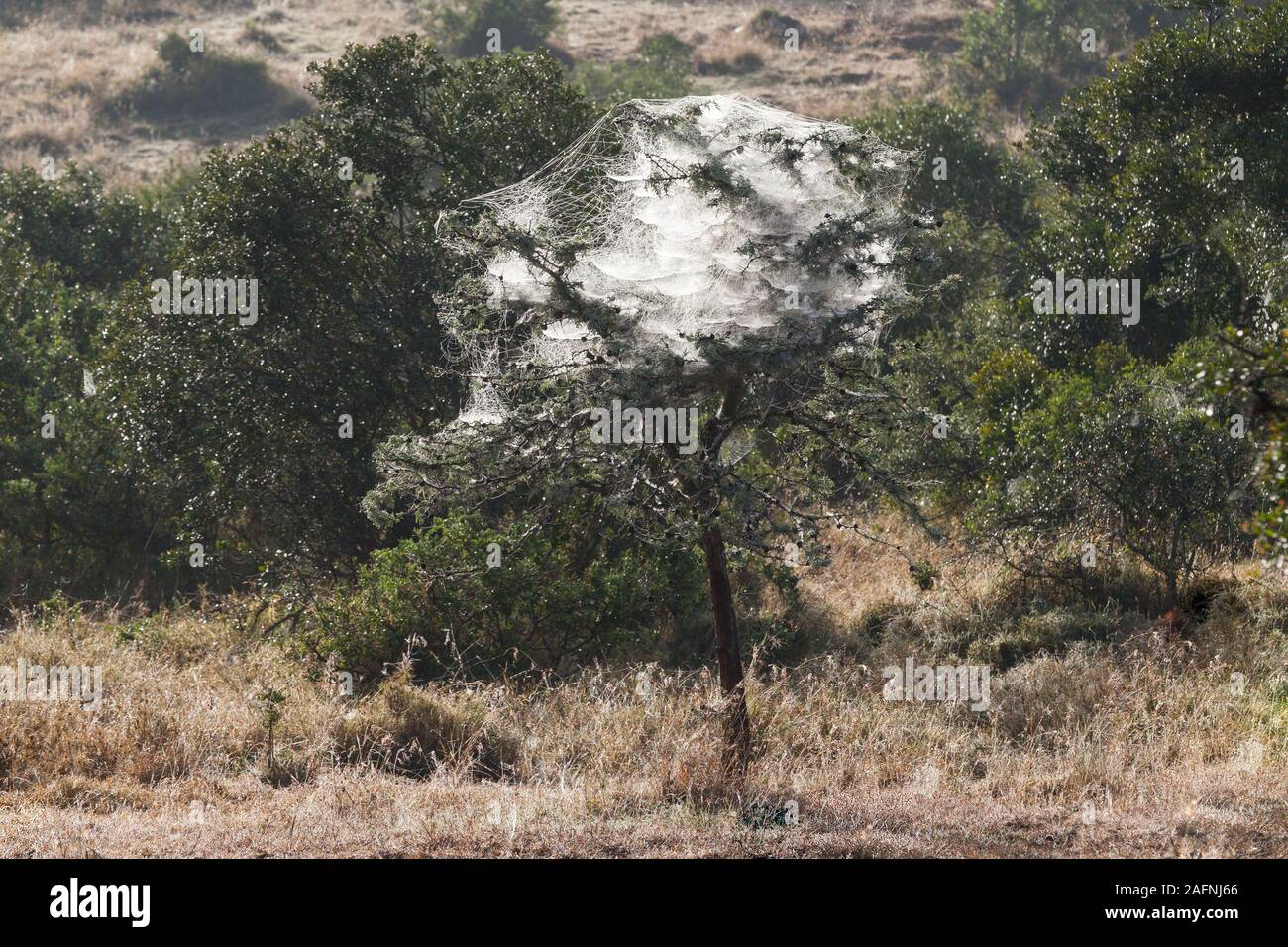 Back-lit spiders webs covering a small bush in early morning light ...