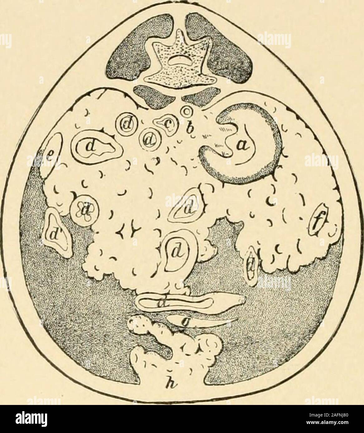 . Diseases of the dog and their treatment. anes of the body, as is ...