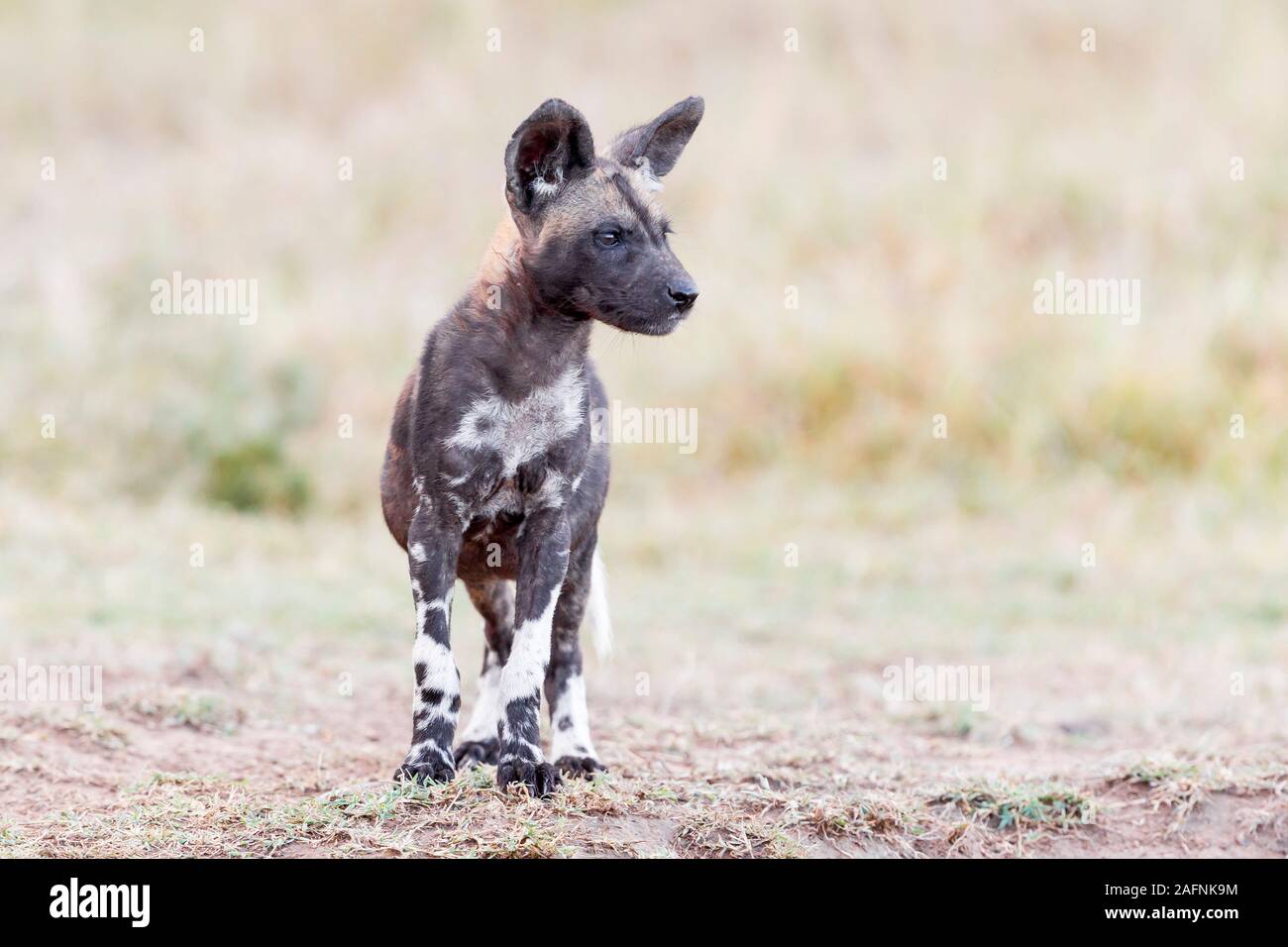 African wild dogs puppies hi-res stock photography and images - Alamy