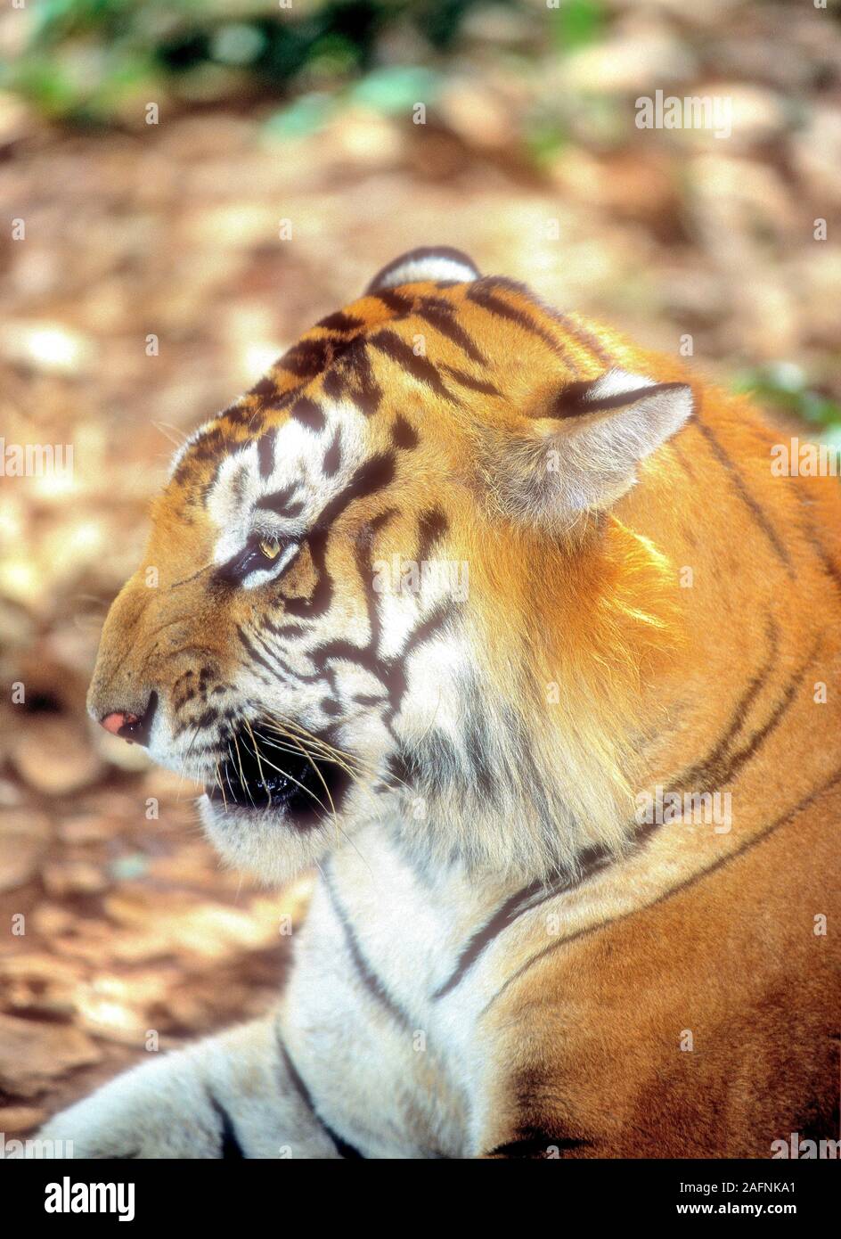 Tiger Canine Teeth High Resolution Stock Photography and Images - Alamy