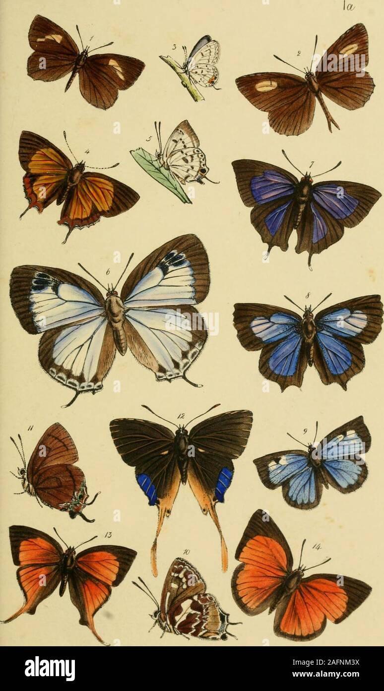 . A catalogue of the lepidopterous insects in the museum of the Hon ...