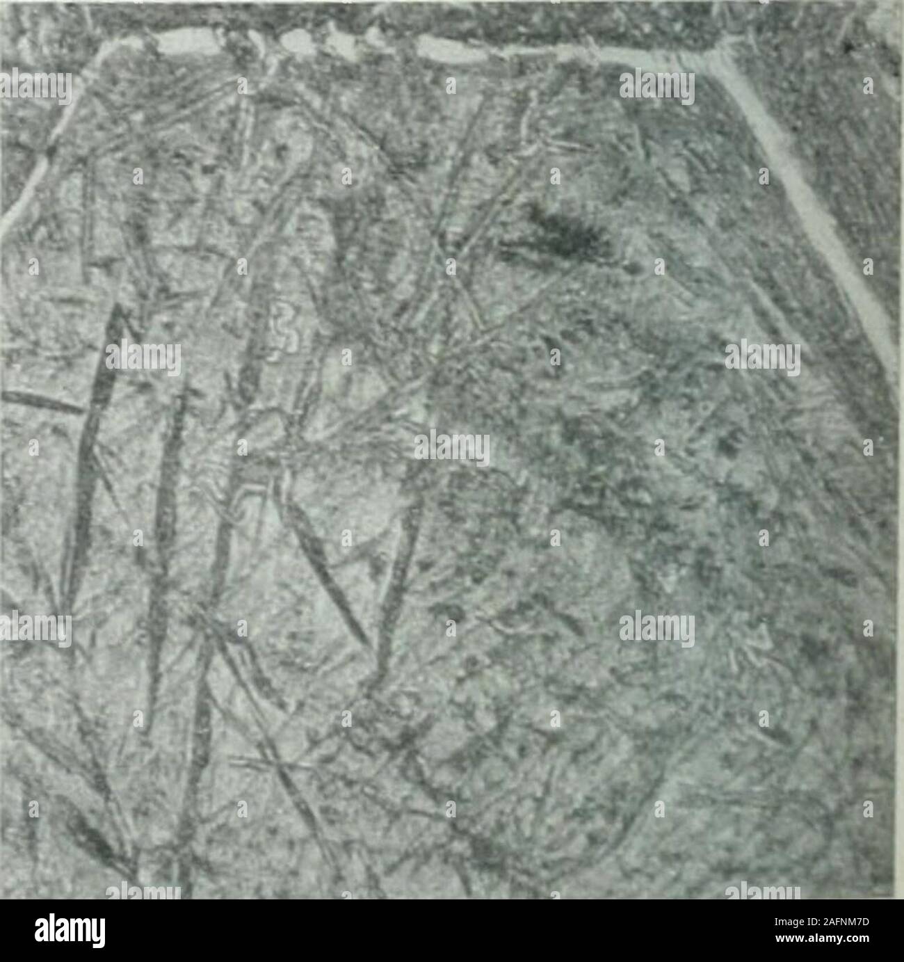 . Transactions. Fig. 20.—Tike-Steel, Burned.Magnified 60 Diameters. Fig ...