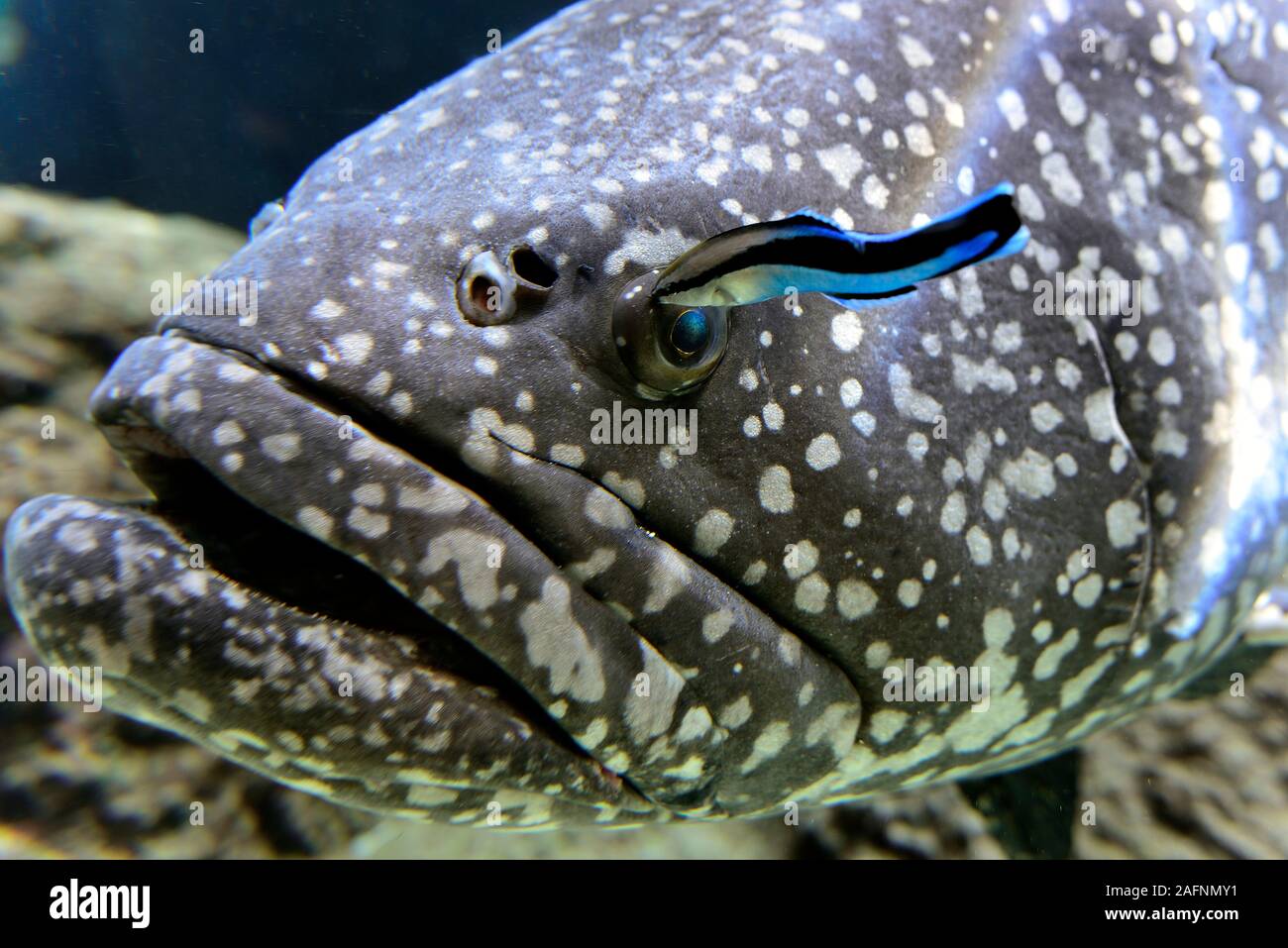Grouper With Cleaner Wrasse High Resolution Stock Photography and ...