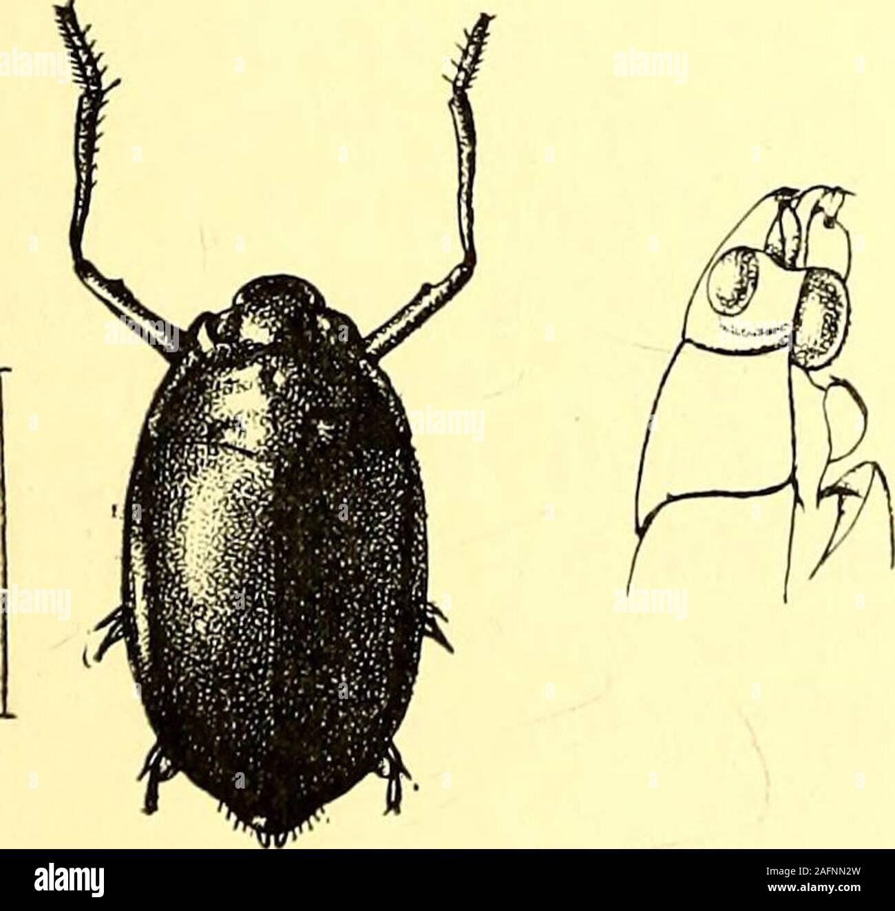 . Coleoptera : general introduction and Cicindelidae and Paussidae ...
