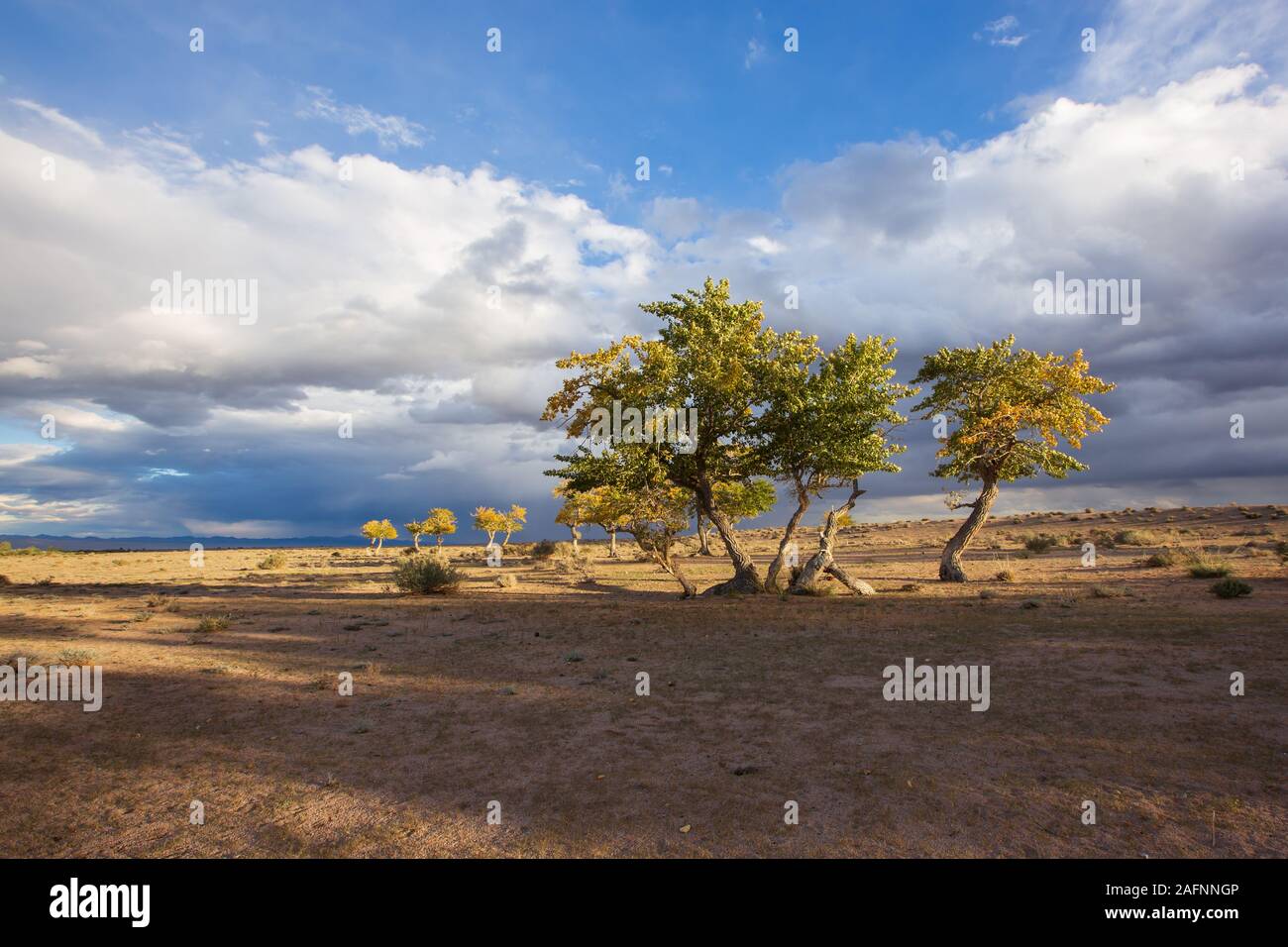 view on trees in Mongolia Stock Photo - Alamy