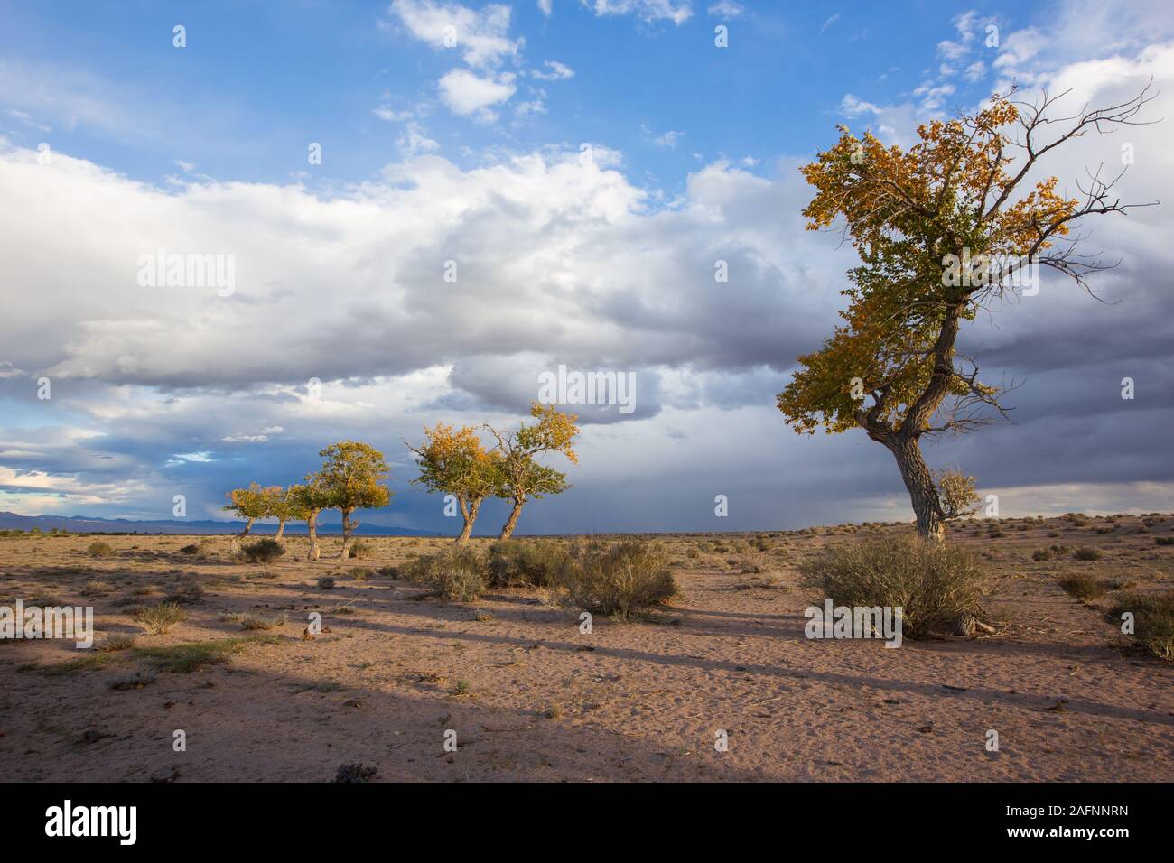 Autumn trees on the mongolian steppe hi-res stock photography and ...