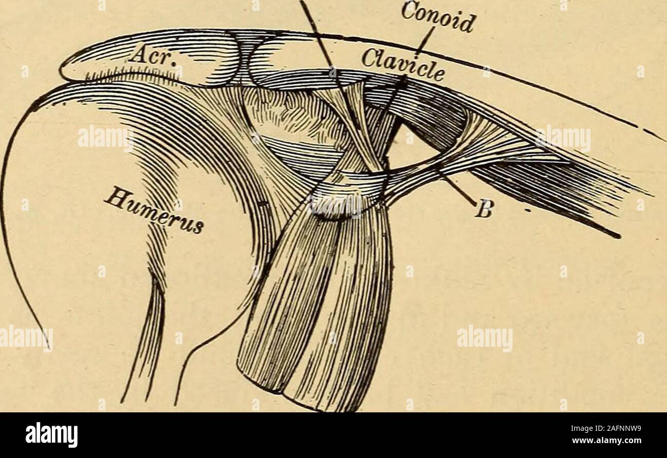 Clavicular hi-res stock photography and images - Alamy