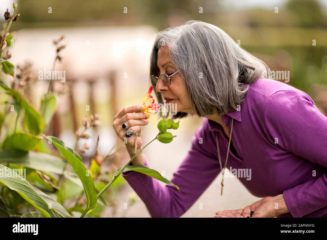 Senior woman smelling a flower in her garden Stock Photo - Alamy