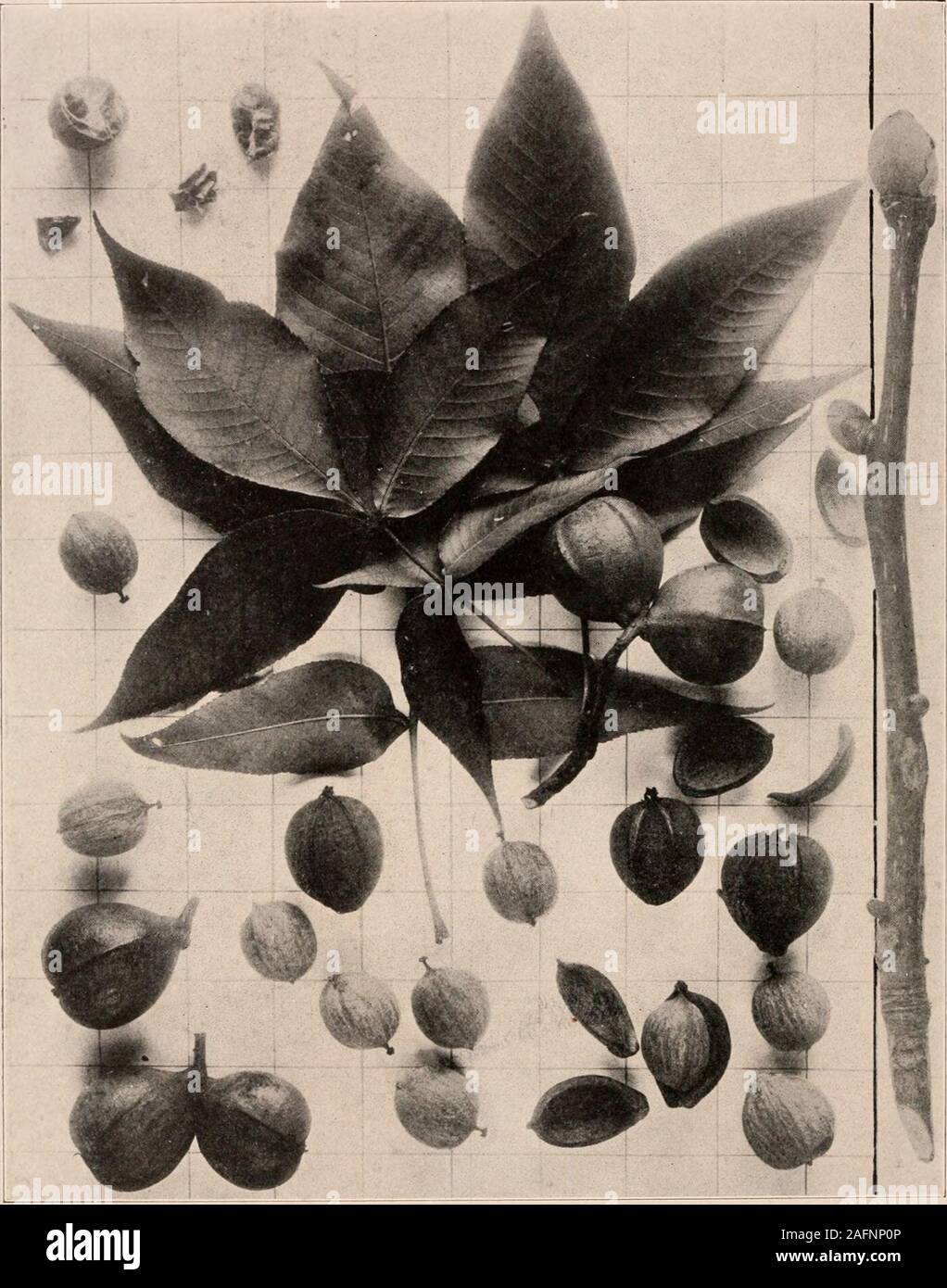 . Handbook of the trees of the northern states and Canada east of the ...