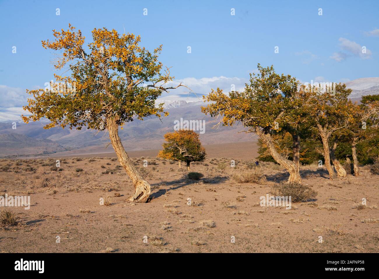 view on trees in Mongolia Stock Photo - Alamy