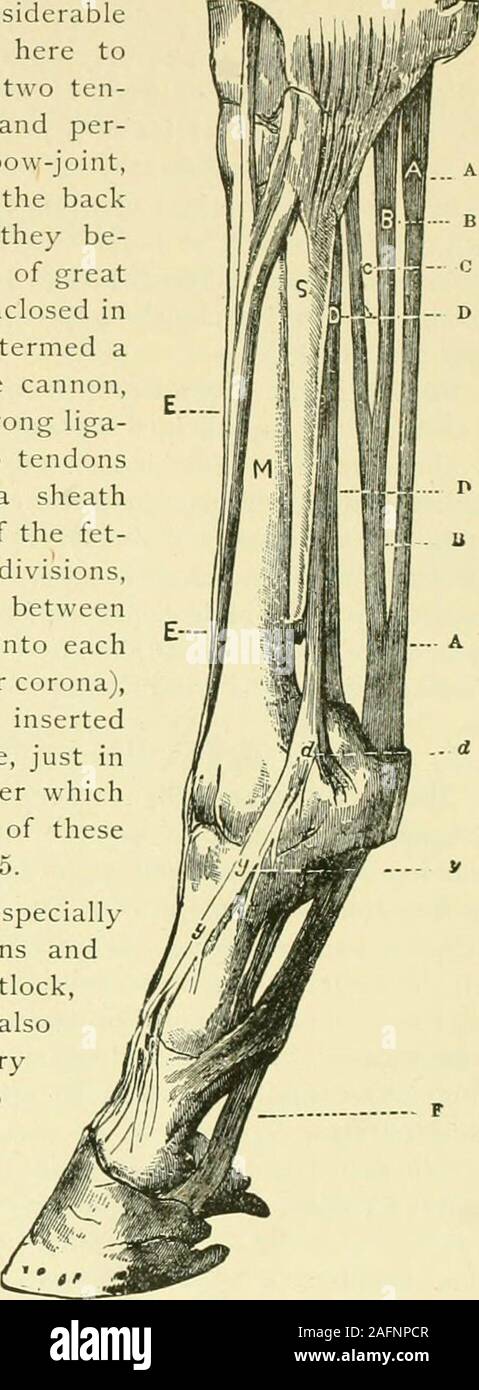 Horse Cannon Bones Unlabeled