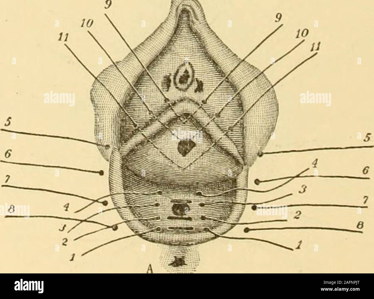 . Clinical gyncology, medical and surgical. Speculum. Vaginal incision ...