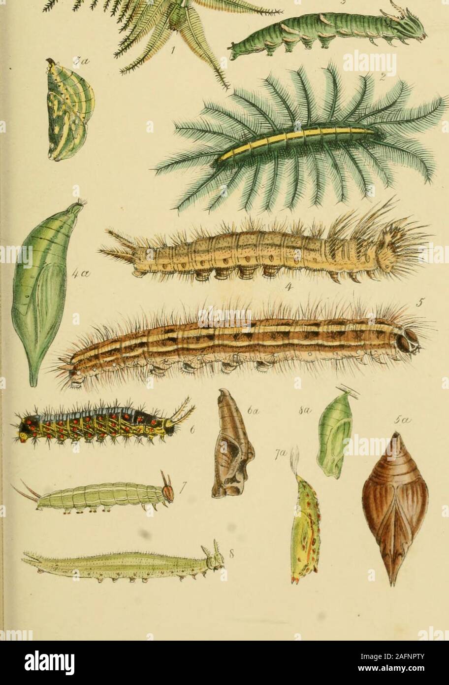 . A catalogue of the lepidopterous insects in the museum of the Hon ...