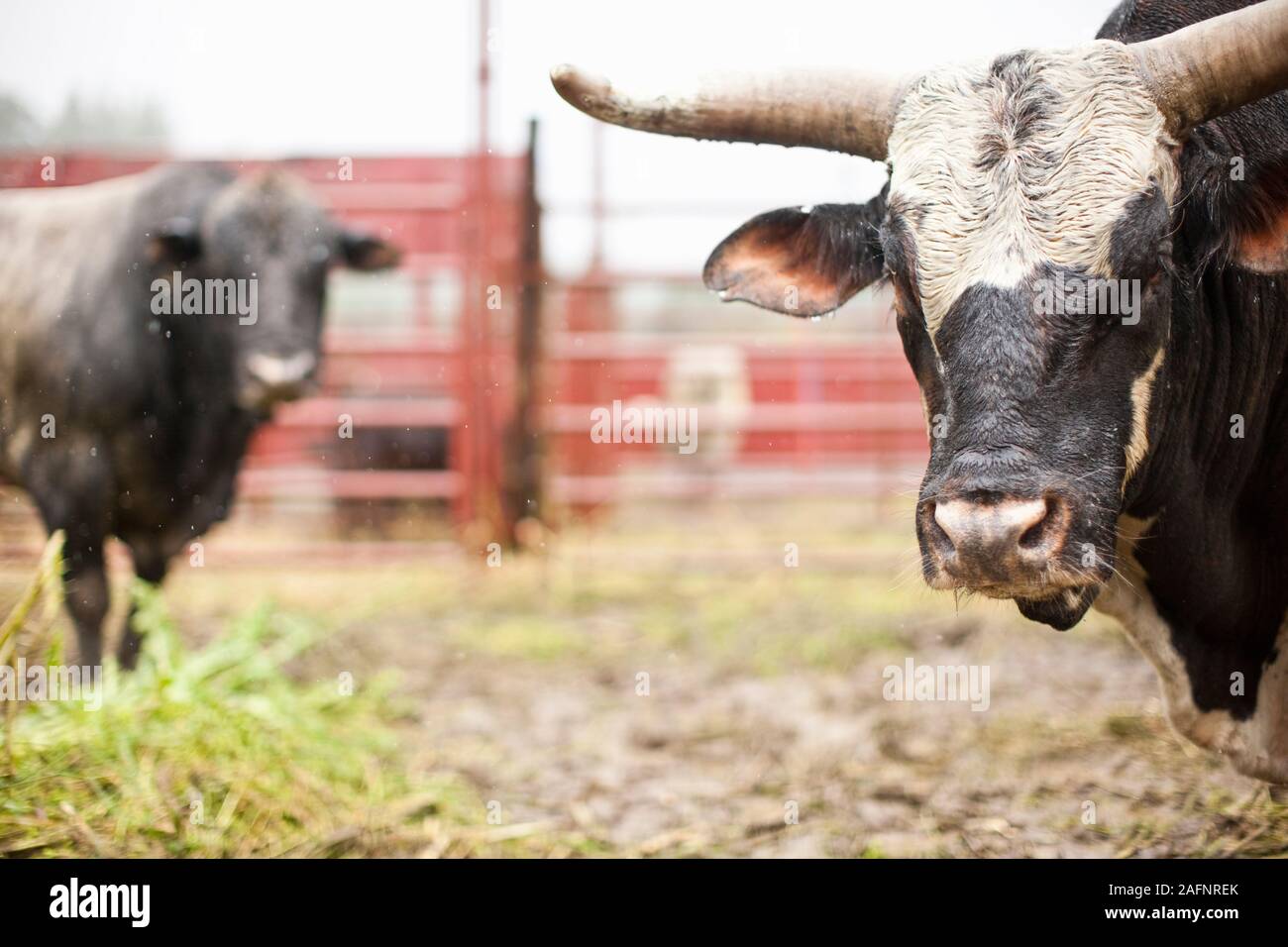 Rodeo bulls in paddock Stock Photo - Alamy