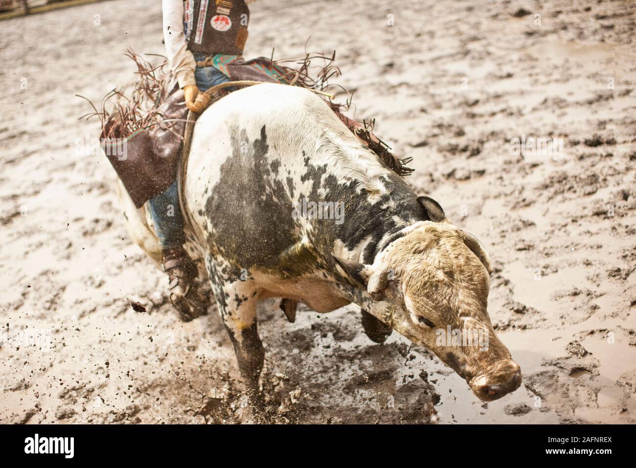 Muddy rodeo hi-res stock photography and images - Alamy