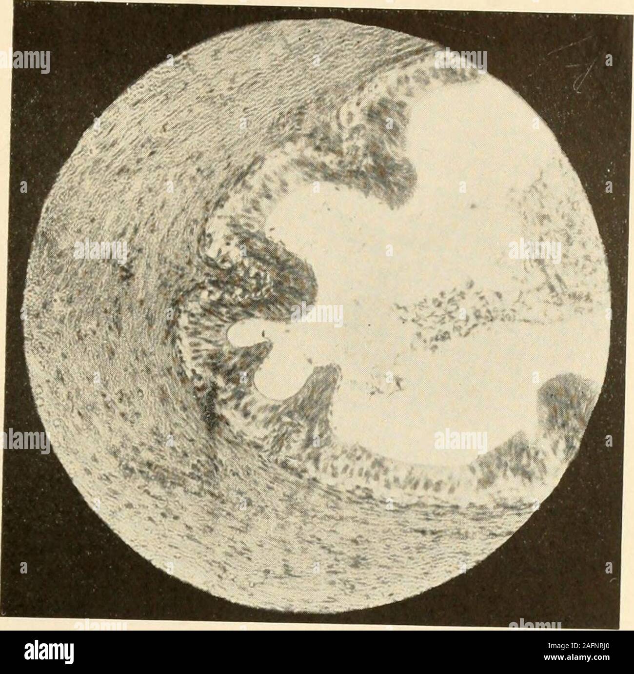 . A study of some factors influencing fertility and sterility in the ...