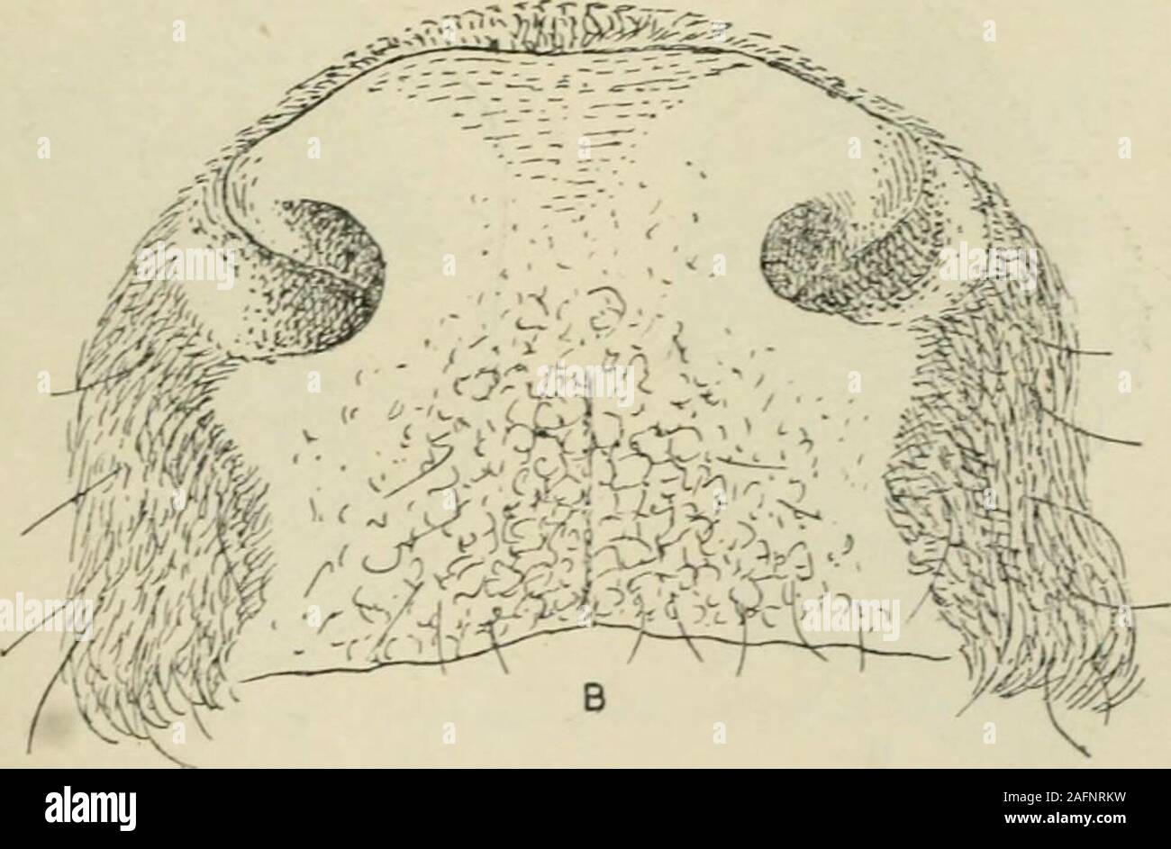 B indicus hi-res stock photography and images - Alamy