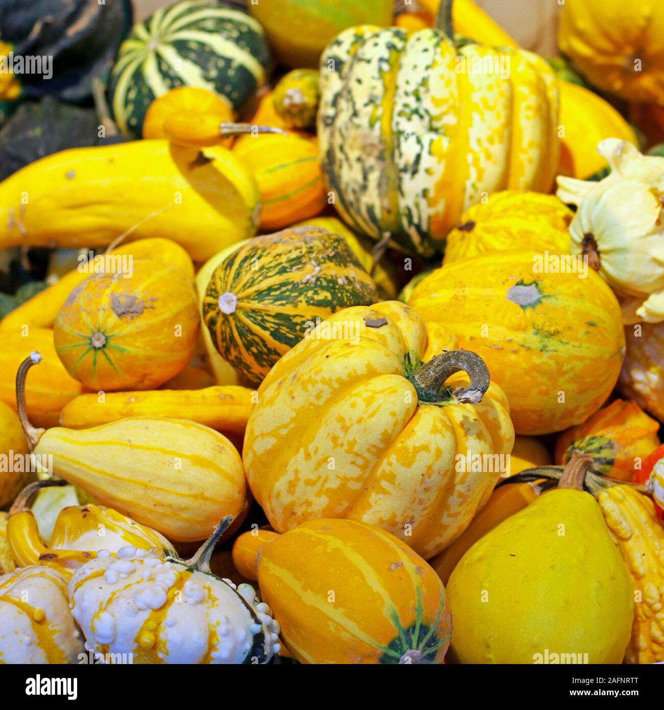 Many small gourds hi-res stock photography and images - Alamy