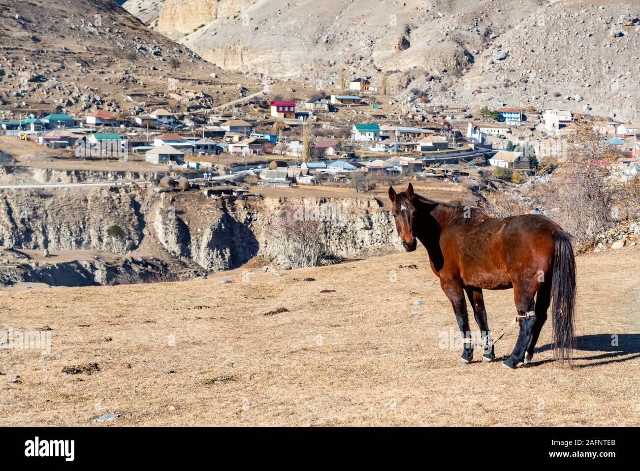 Hobbled horse hi-res stock photography and images - Alamy