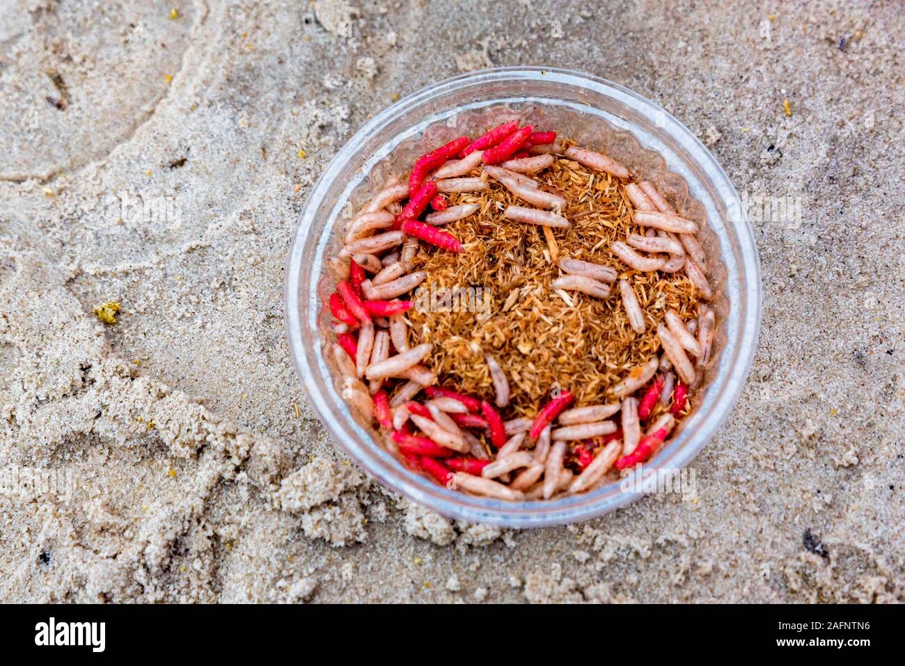 Maggots medical hi-res stock photography and images - Alamy